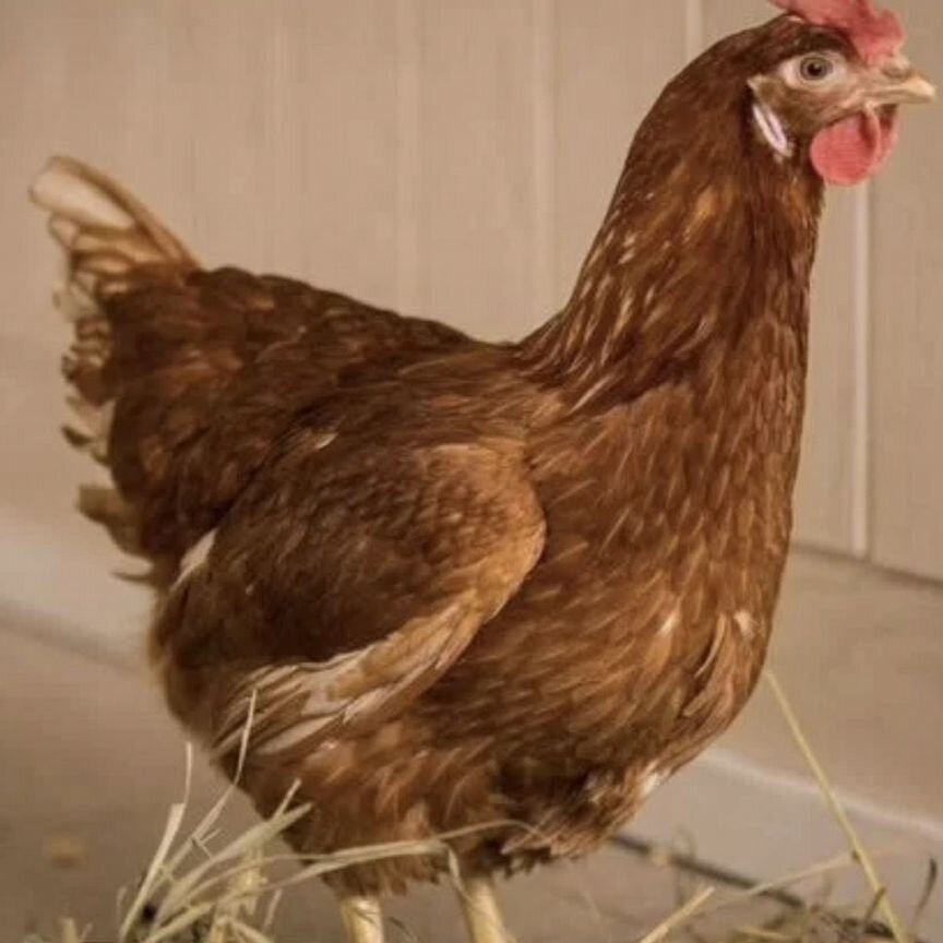 Куры несушки