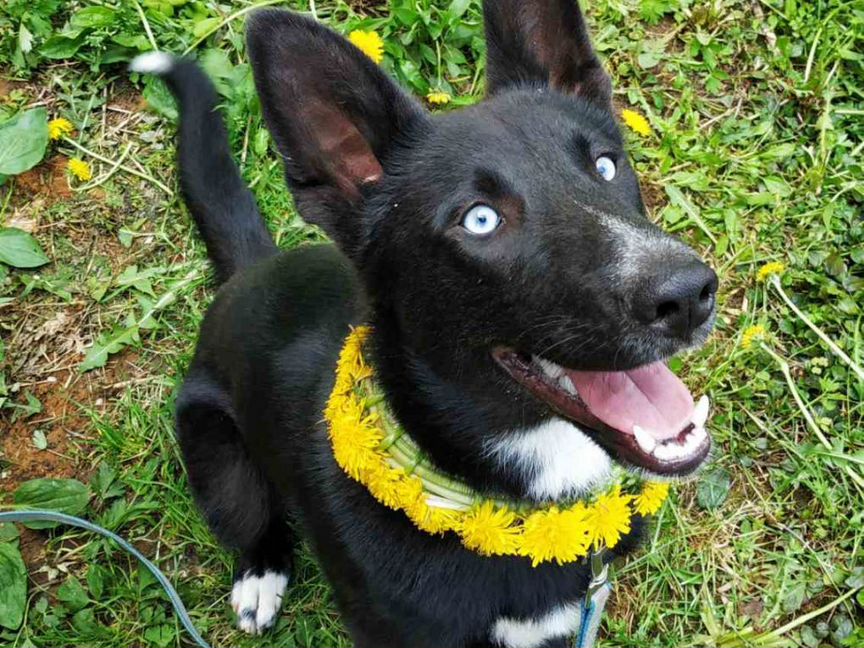 Щенки в добрые руки