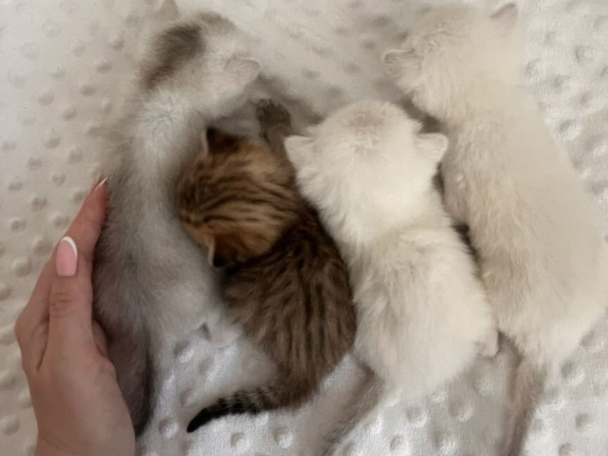 Котята