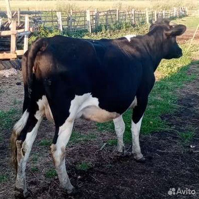 Корова дойная с теленком