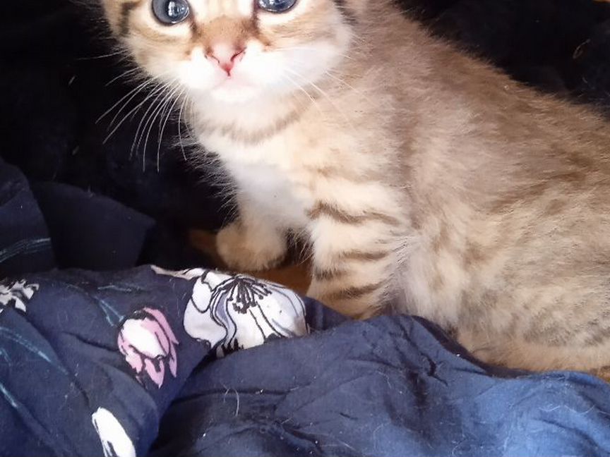 Кошечка 2 мес