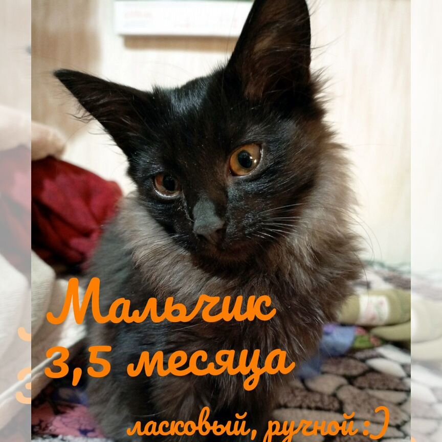 Пристраиваются в добрые руки