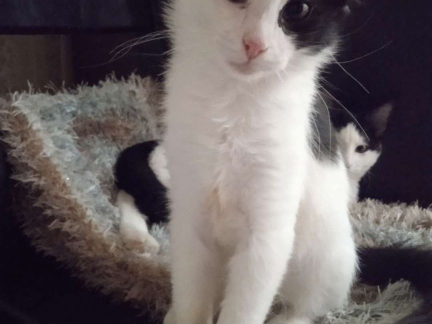 Кошка девочка котёнок 4 мес