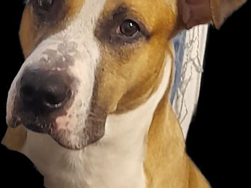 Питбуль случка