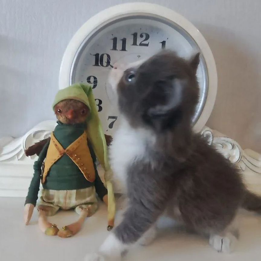 Котёнок в добрые руки