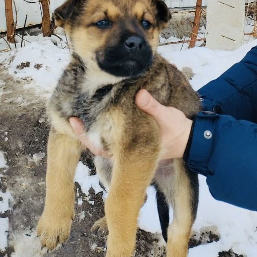 Настоящая охрана. Щенки