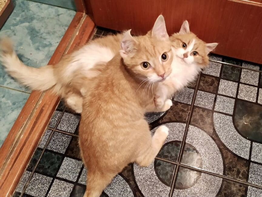 Котята в добрые руки