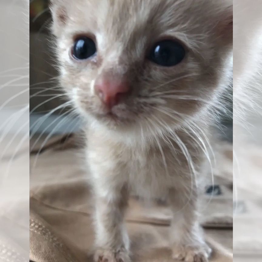 Котёнок в добрые руки