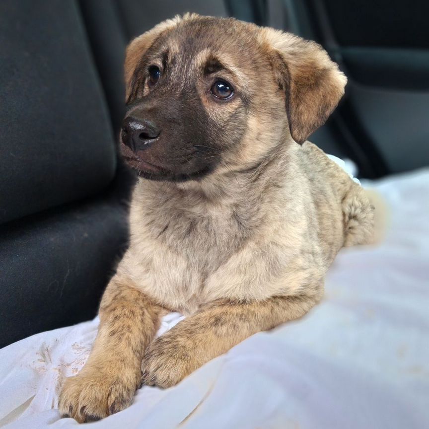 Щенок в добрые руки бесплатно мальчик