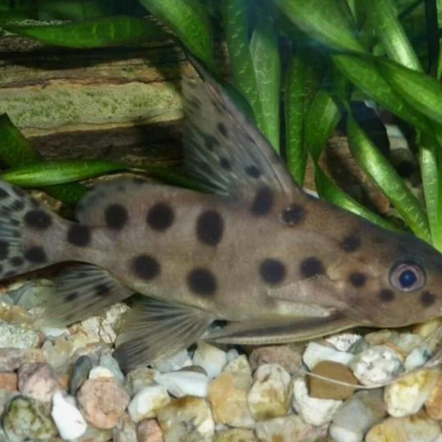 Синодонтис долмантин