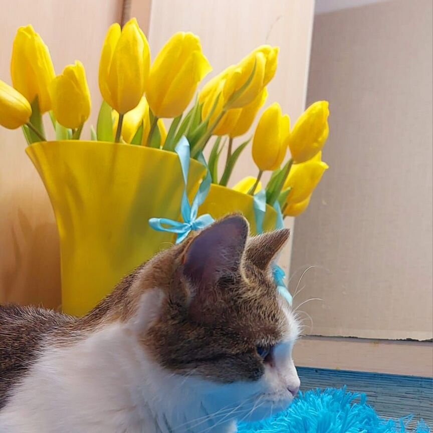 Кошки