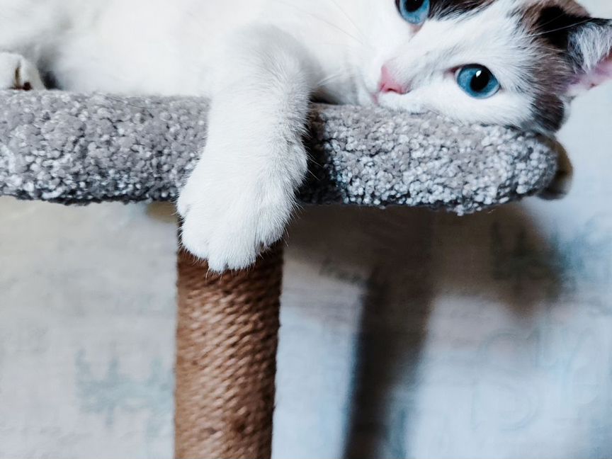 Домик для кошки / Когтеточка / Лежанка