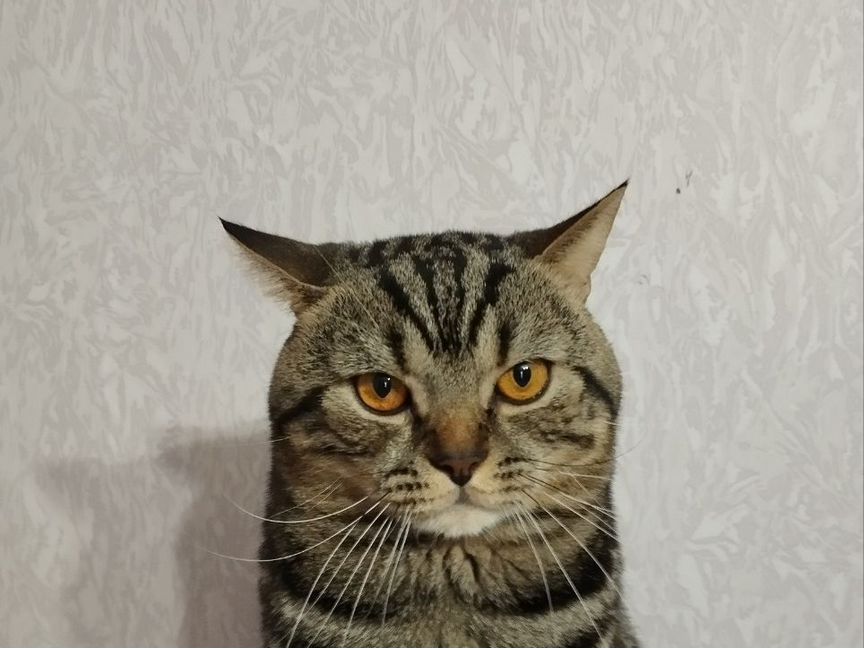 Отдам кота в добрые руки