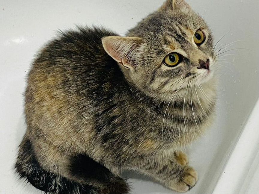 Котенок в добрые руки