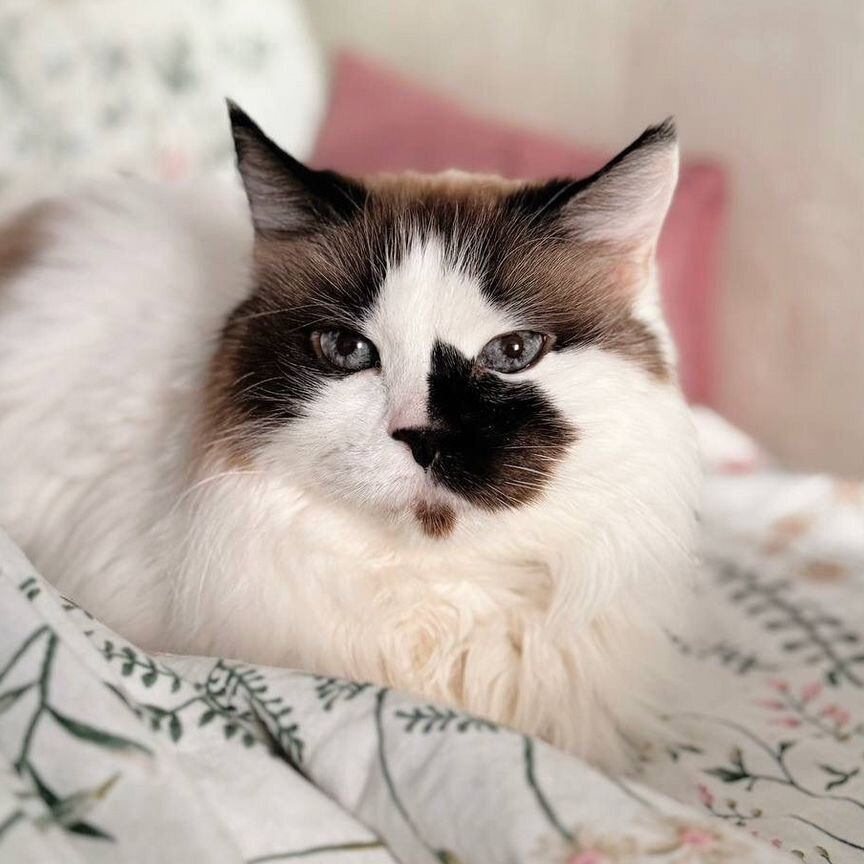 Красавица Блум ищет дом