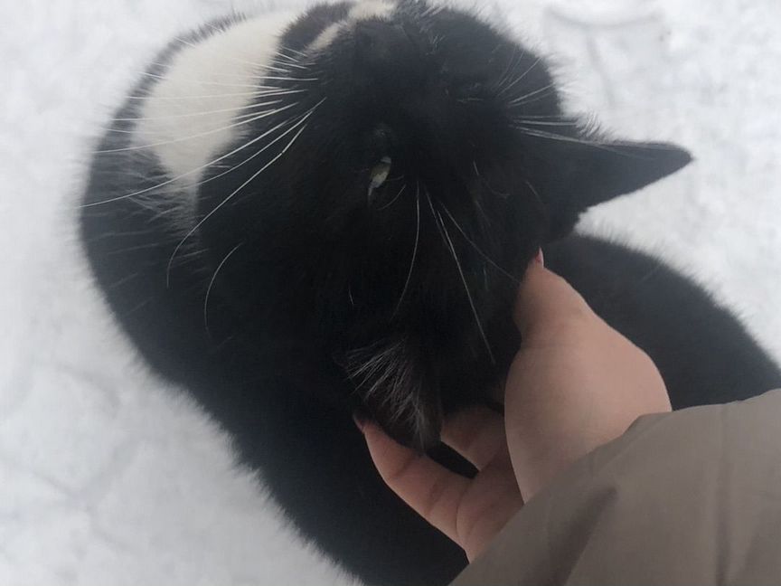 Кошка на улице