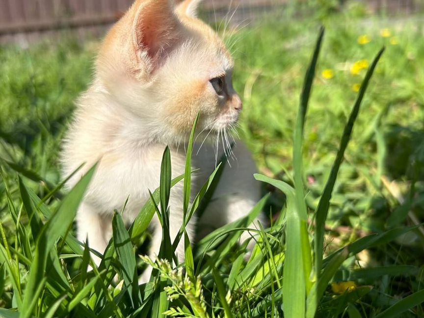 Бурманский котик открыто бронирование