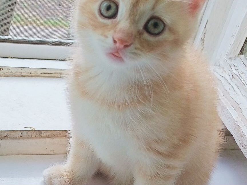 Нежное солнышко