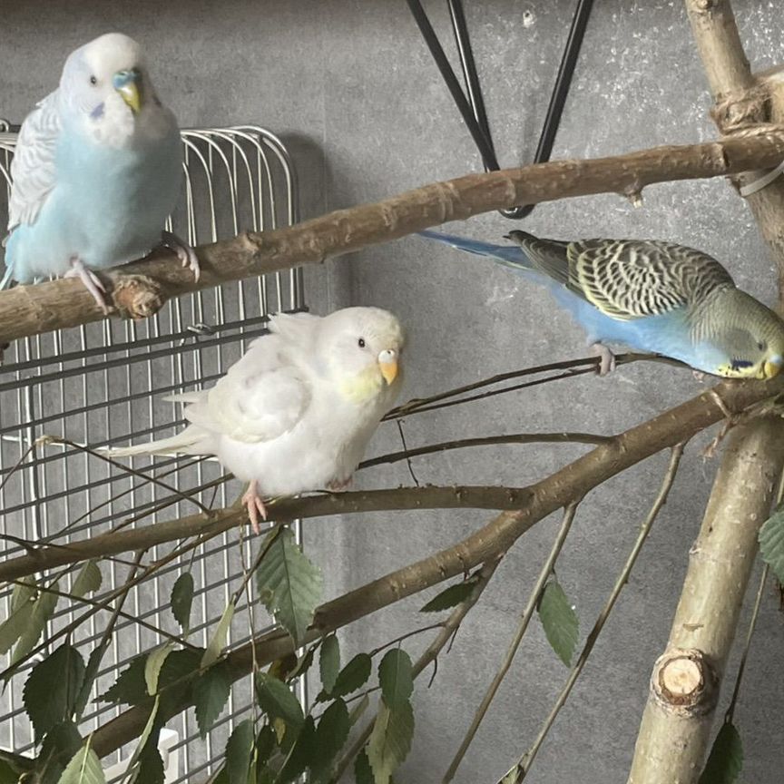 Волнистый попугай