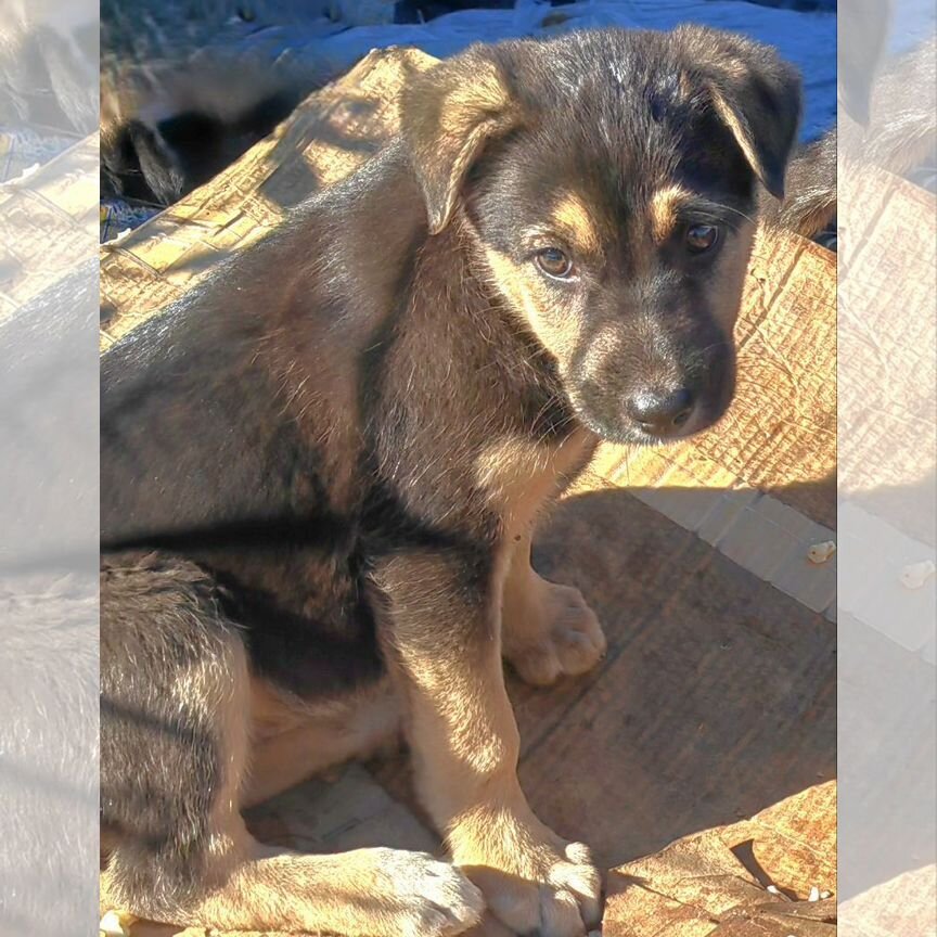 Щенок мальчик отдаём в добрые руки