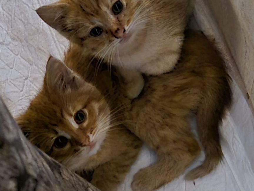 Котенок Кетчуп