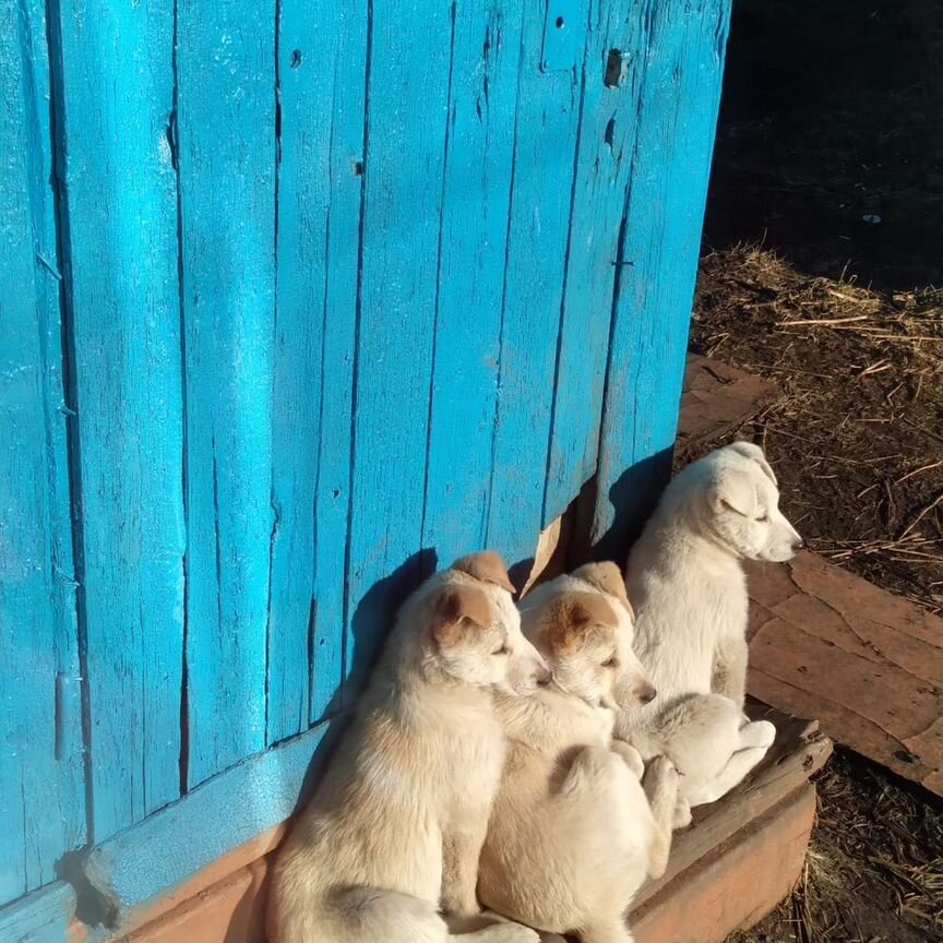 Щенята собаки