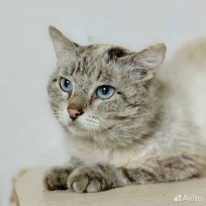 Мирон несчастный котик