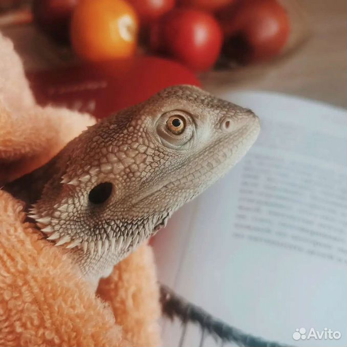 Бородатая агама зеро