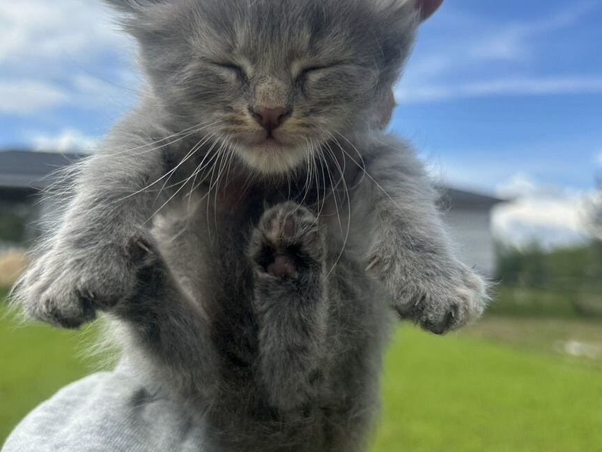 Коты полукровки