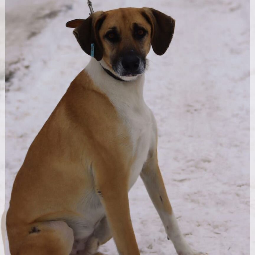 Немецкий дог, взрослый пёс