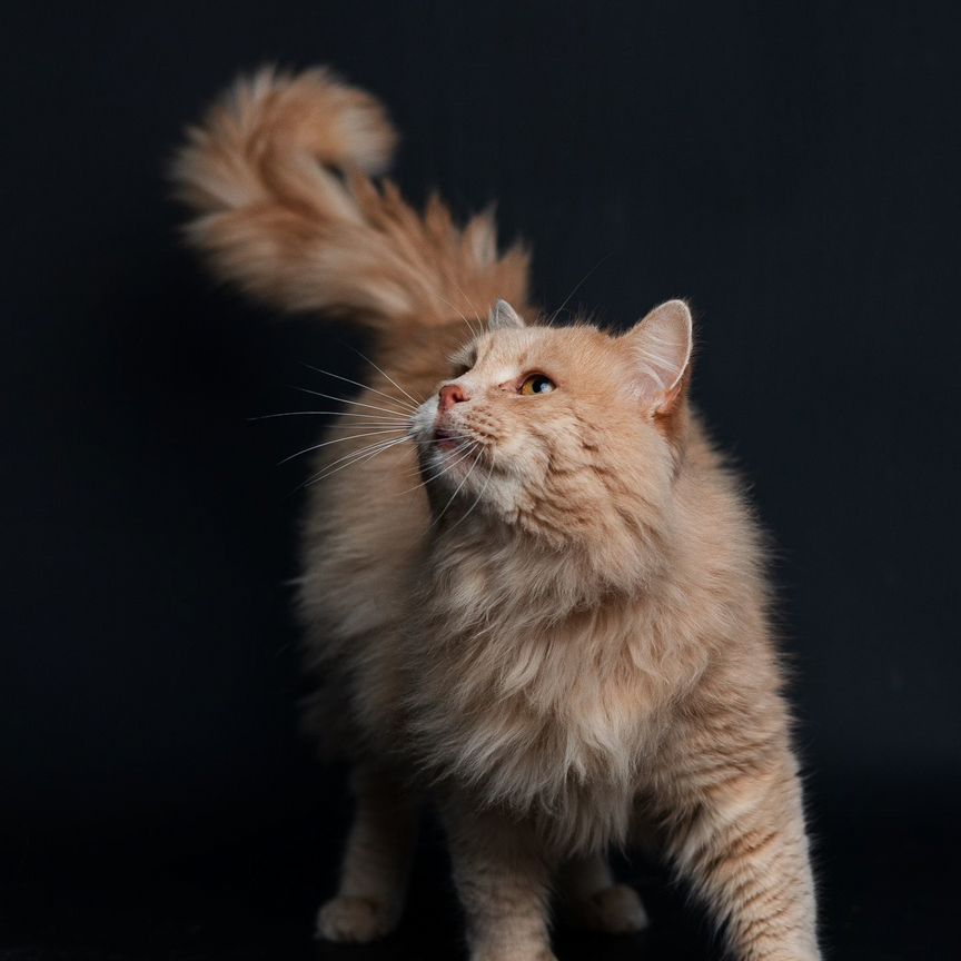 Ласковые котики в поисках дома