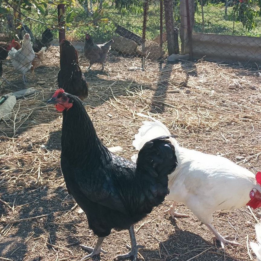 Молодые петухи