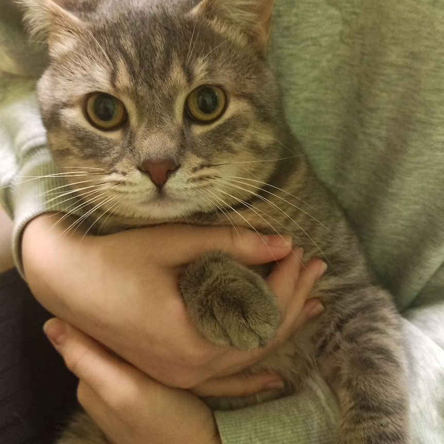 Кот для вязки
