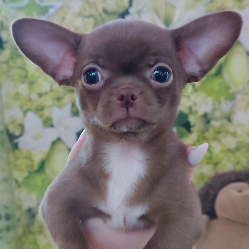 Щенки чихуахуа