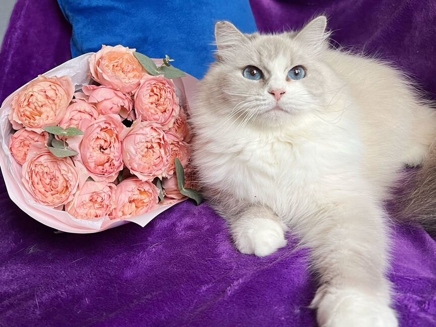 Булка Царь-Кошка. Ищем дом навсегда