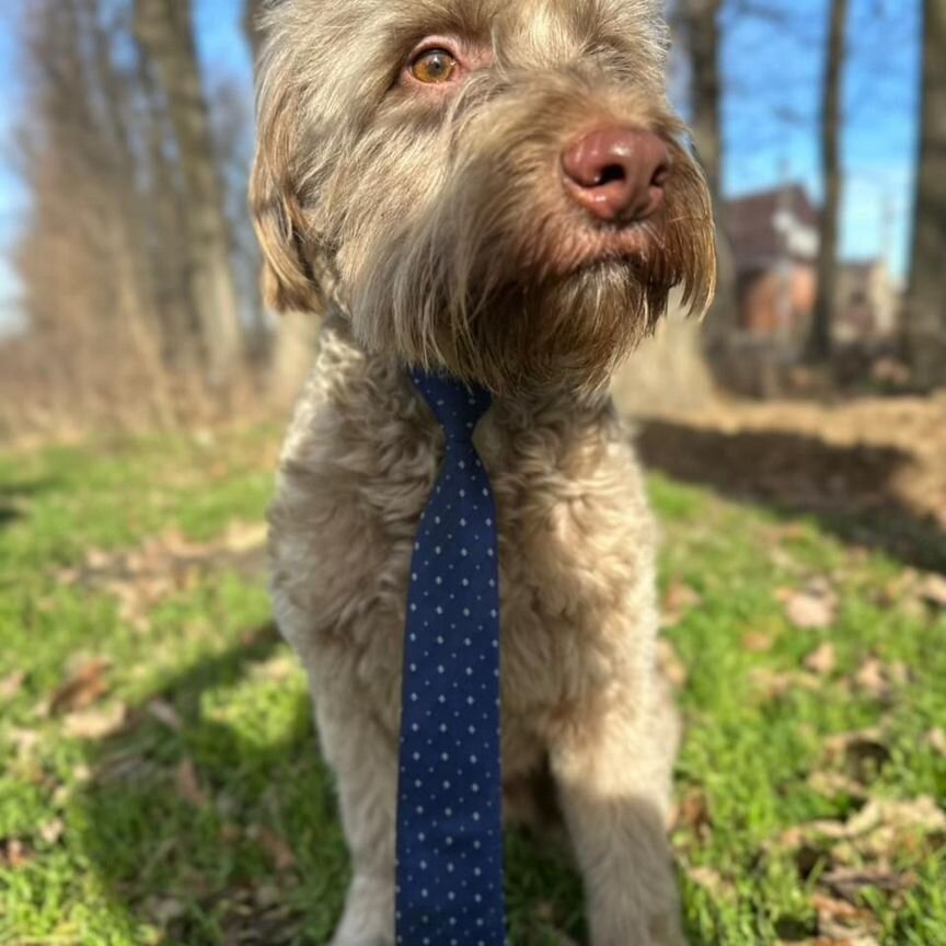 Отличный парень в самые добрые руки