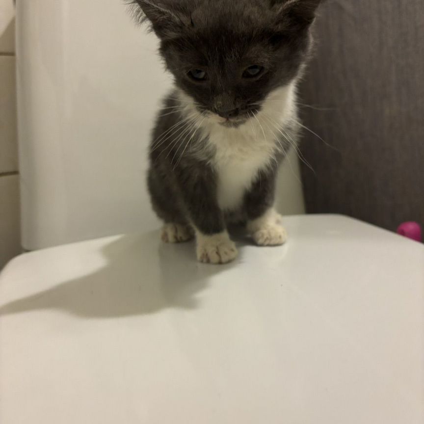 Котенок в добрые руки