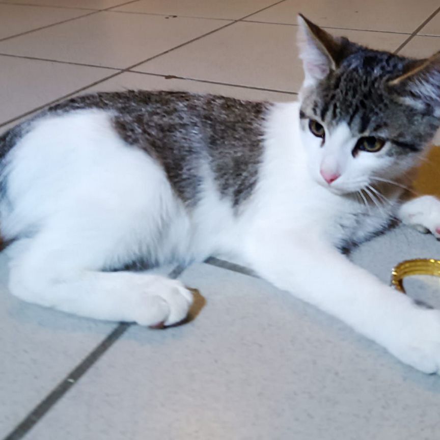 Котенок мальчик в добрые ручки