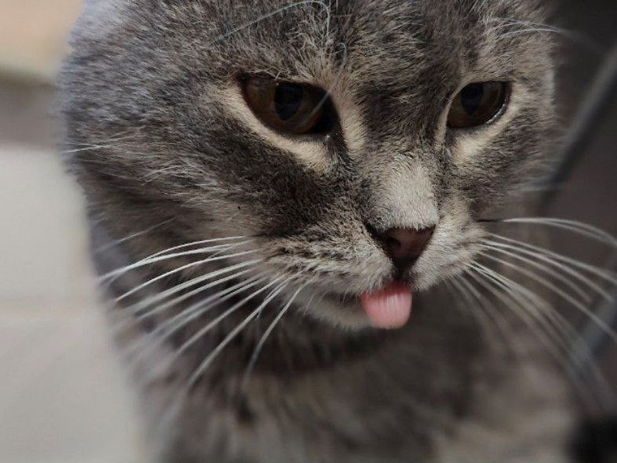 Безухий кот Пиняша