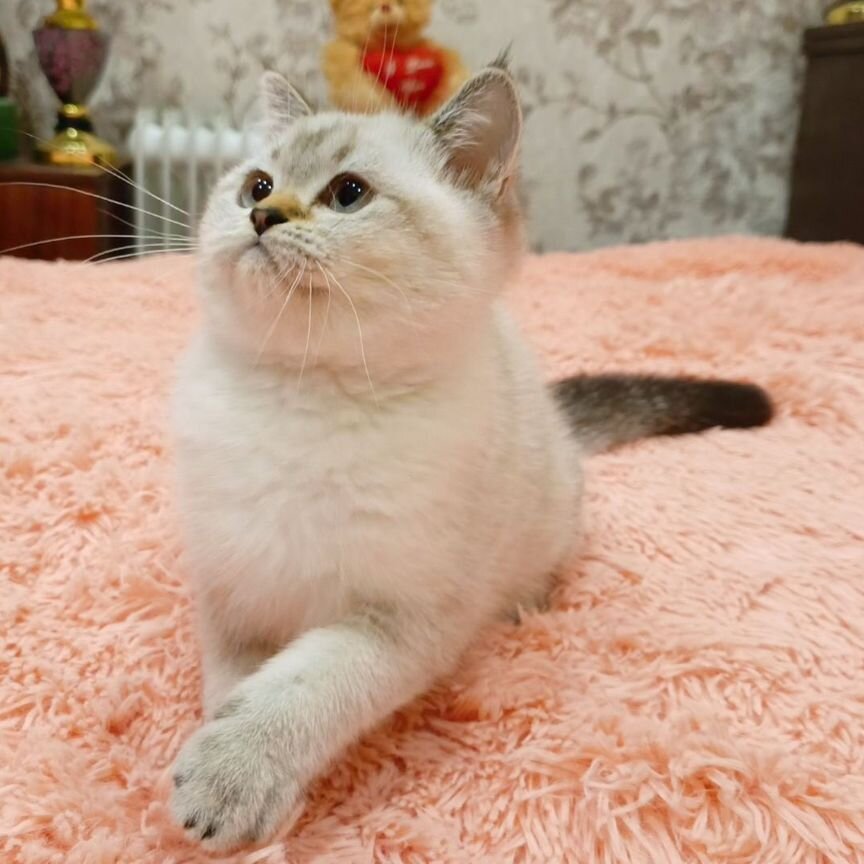 Шотландские котята колор-пойнт