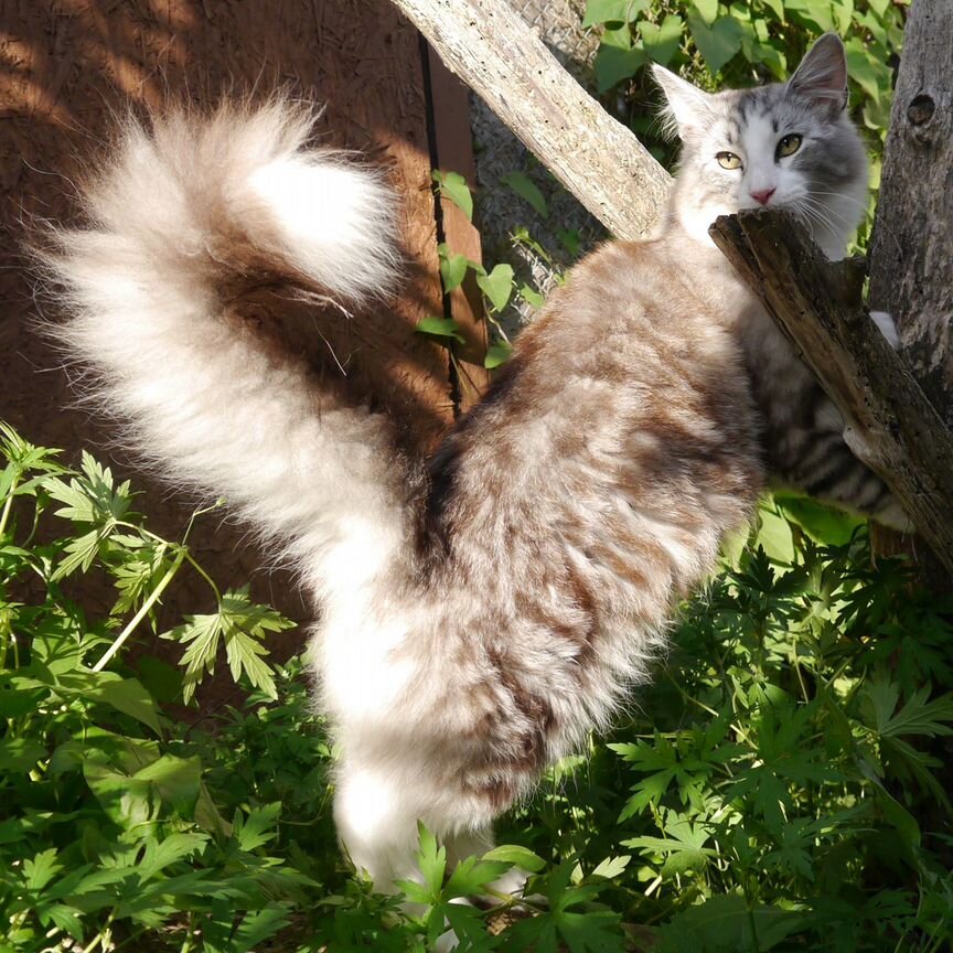 Норвежская лесная кошка Грэтта
