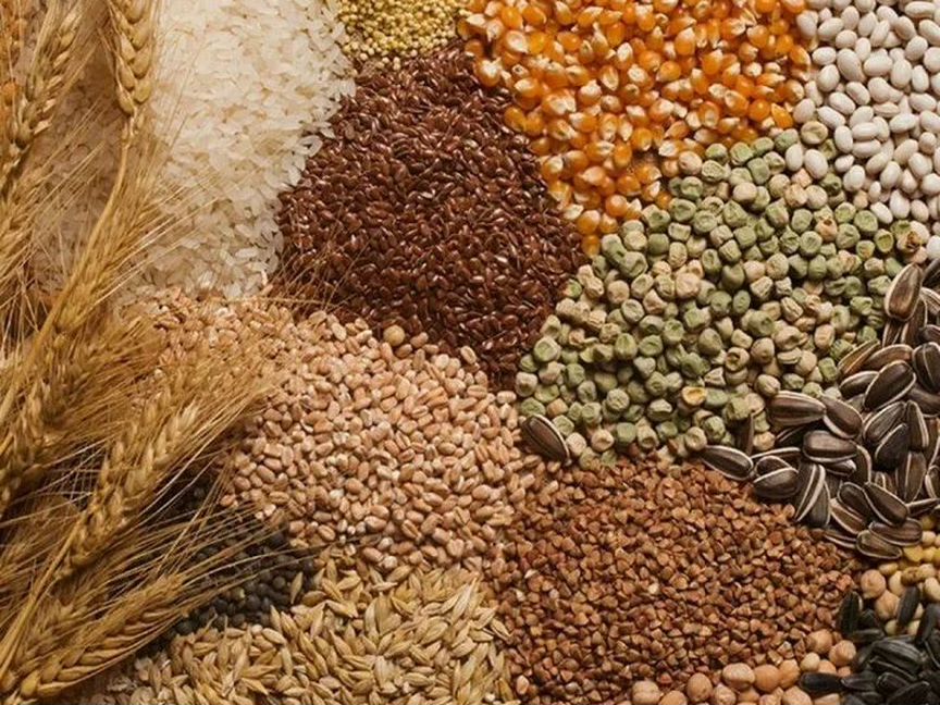 Продам Пшеницу Ячмень Кукурузу