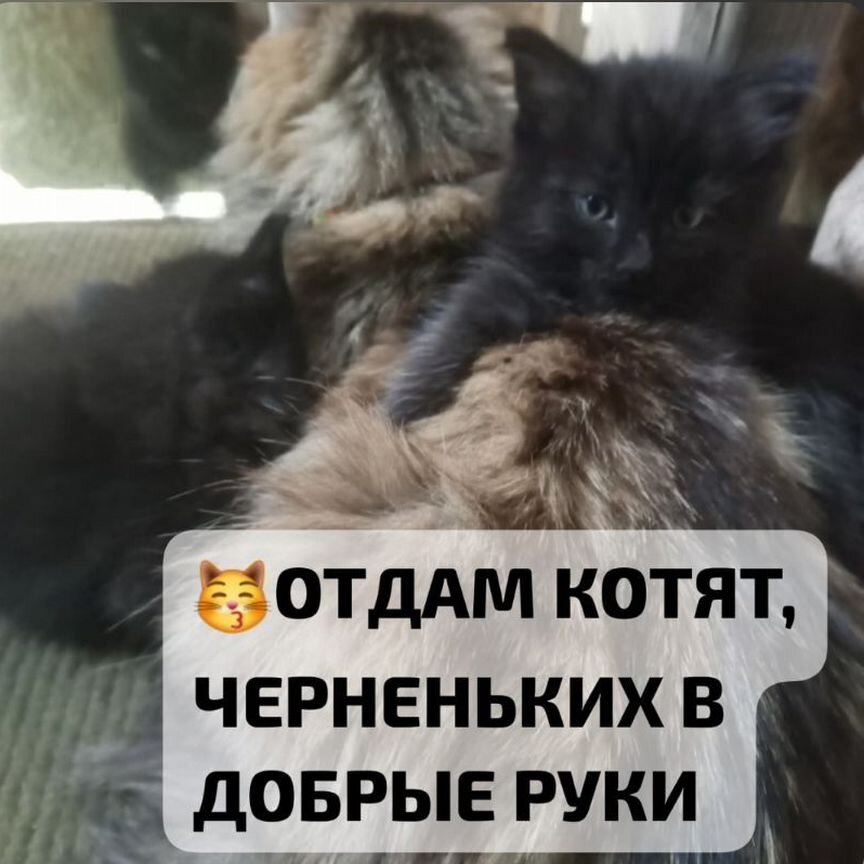 Котята в добрые руки
