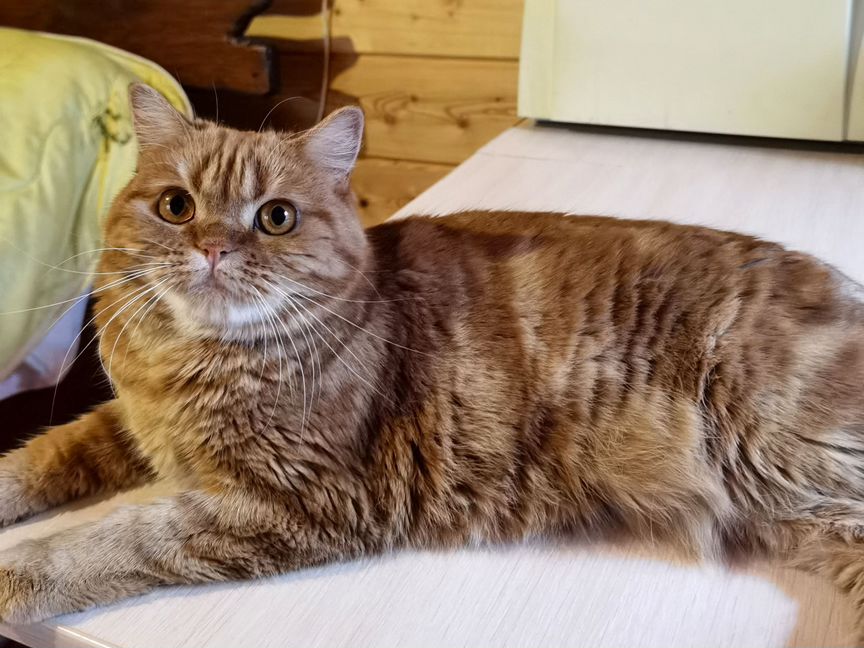 Скоттиш страйт кошка. Яркая красотка