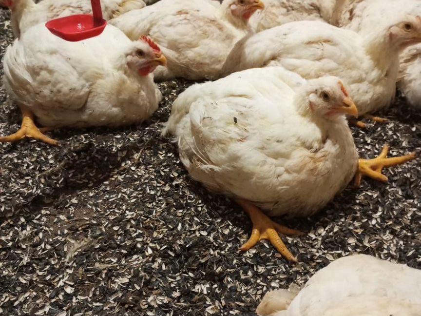 Куры бройлеры живым весом по кбр