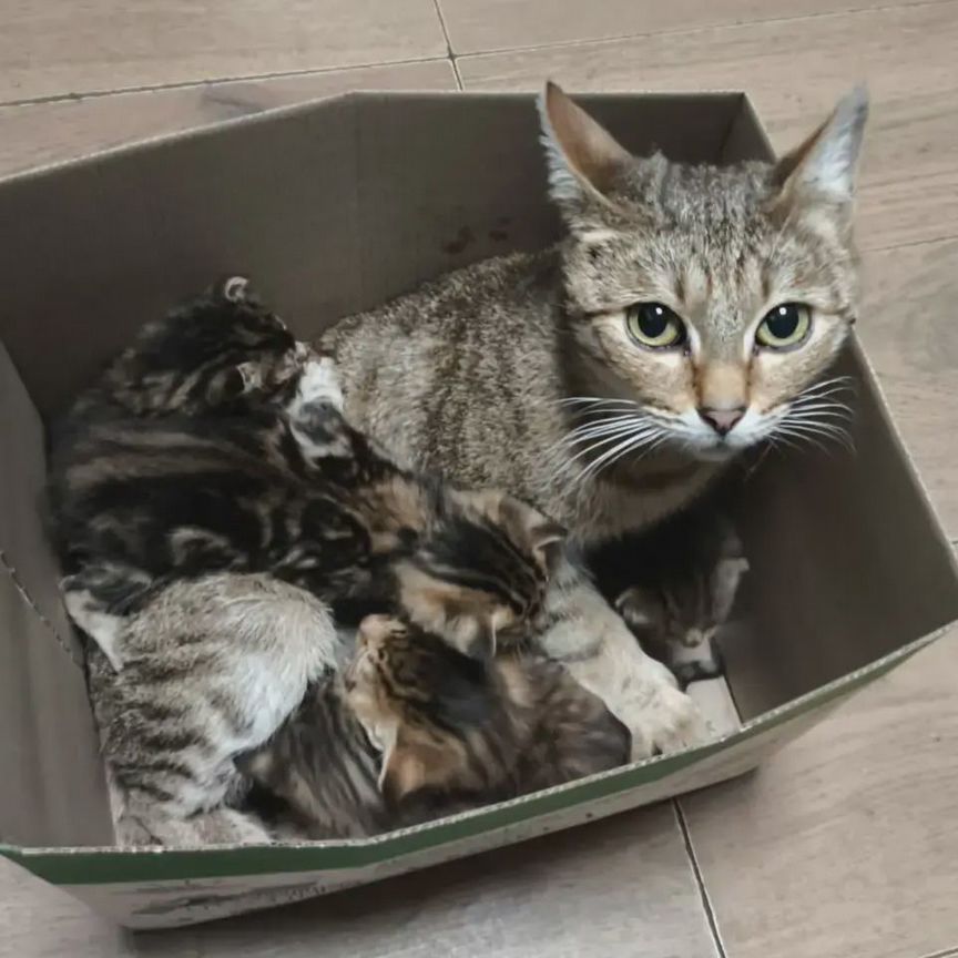 Котёнок в добрые руки