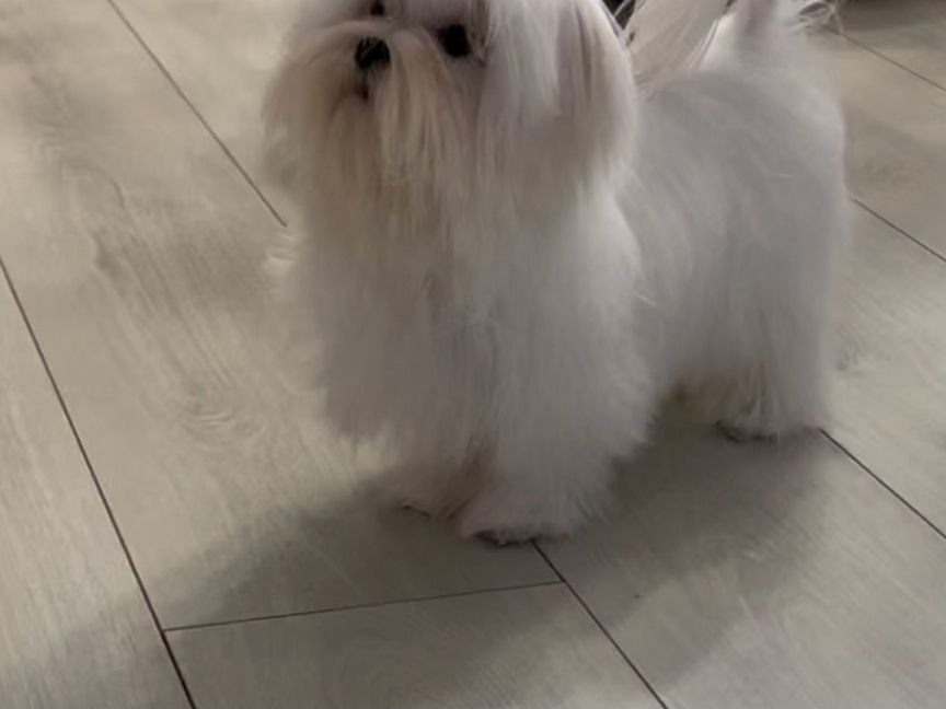 Шикарный мальчик мини