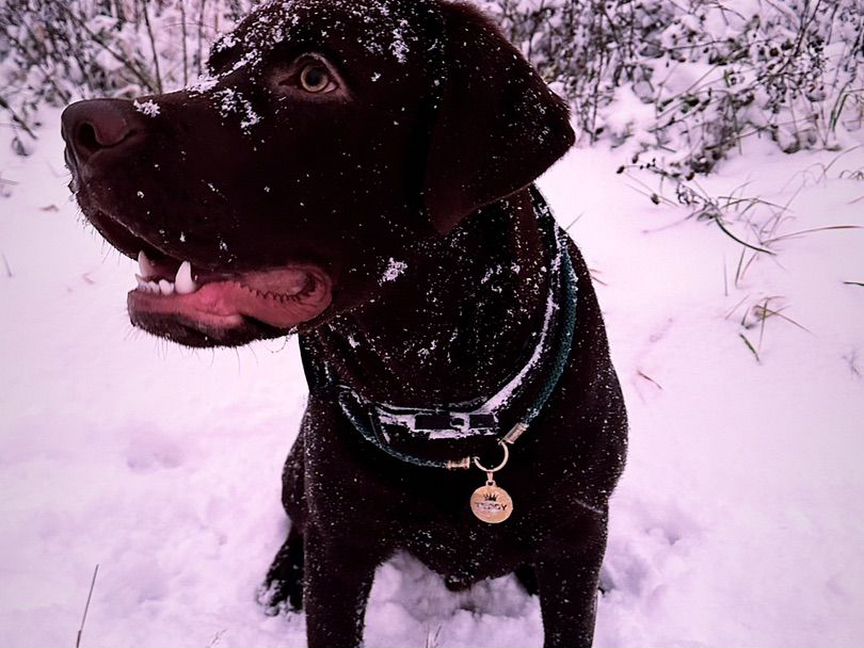 Шоколадный лабрадор