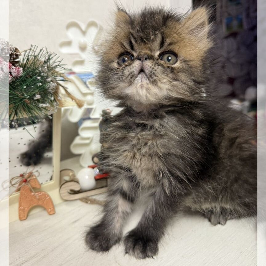 Персидский котёнок