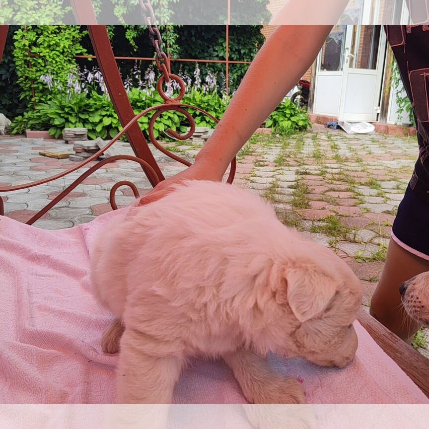 Щенки